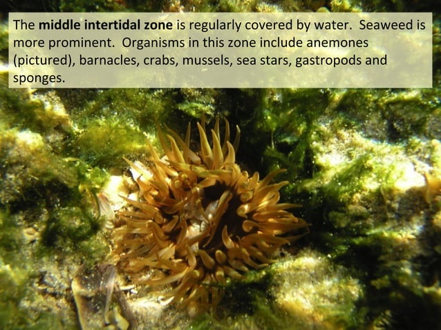 Lecture 6 Intertidal Zones | PPT