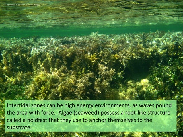 Lecture 6 Intertidal Zones | PPT