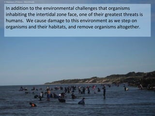 Lecture 6 Intertidal Zones | PPT