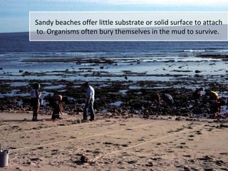 Lecture 6 Intertidal Zones | PPT