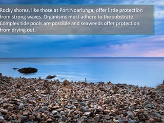 Lecture 6 Intertidal Zones | PPT