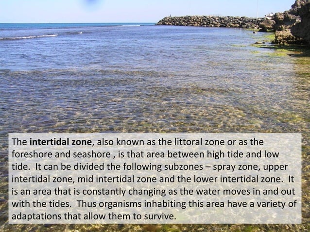 Lecture 6 Intertidal Zones | PPT