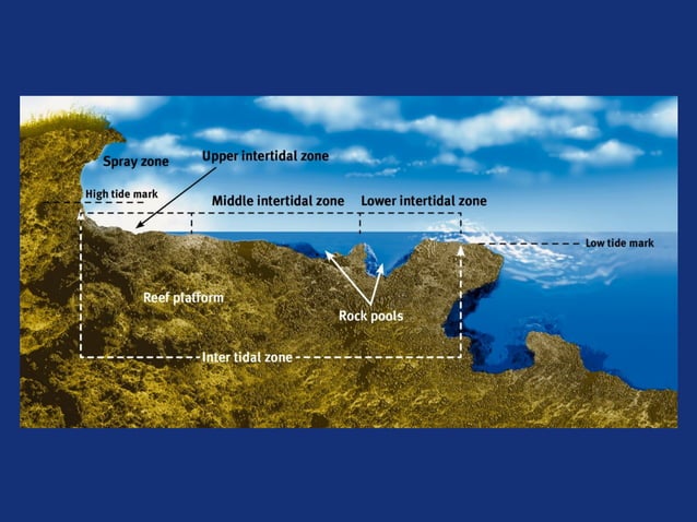 Lecture 6 Intertidal Zones | PPT | Free Download