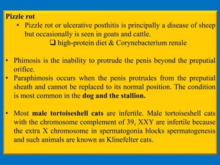 Lecture 6 Male infertility.pptx