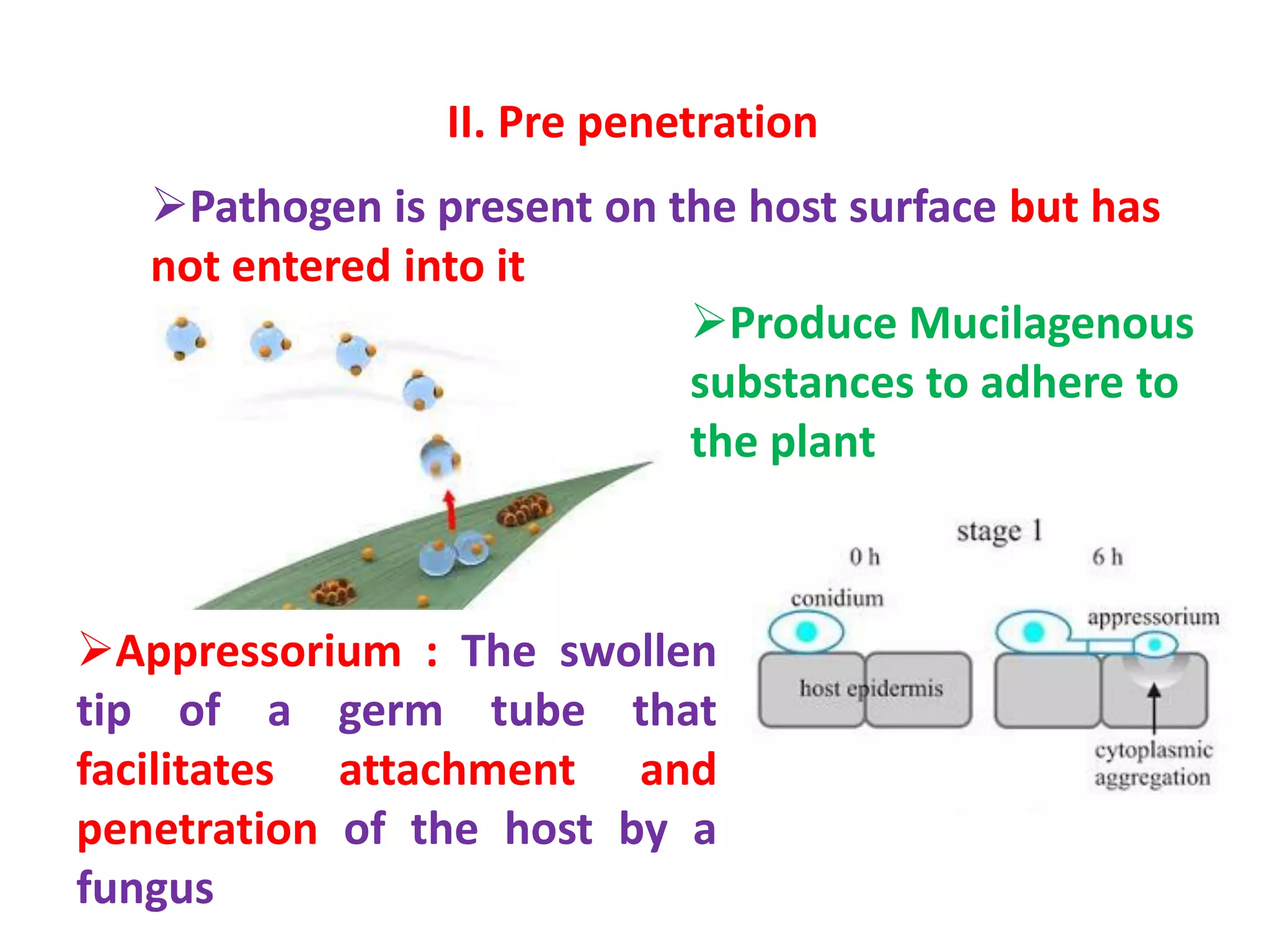 Lecture 6 Pathogenesis.pdf