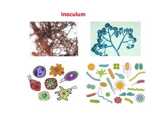 Lecture 6 Pathogenesis.pdf