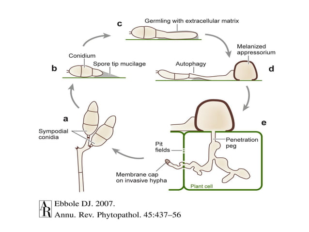 Lecture 6 Pathogenesis.pdf