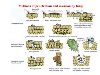Lecture 6 Pathogenesis.pdf