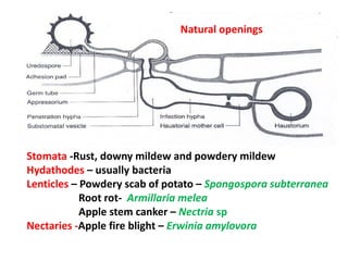 Lecture 6 Pathogenesis.pdf