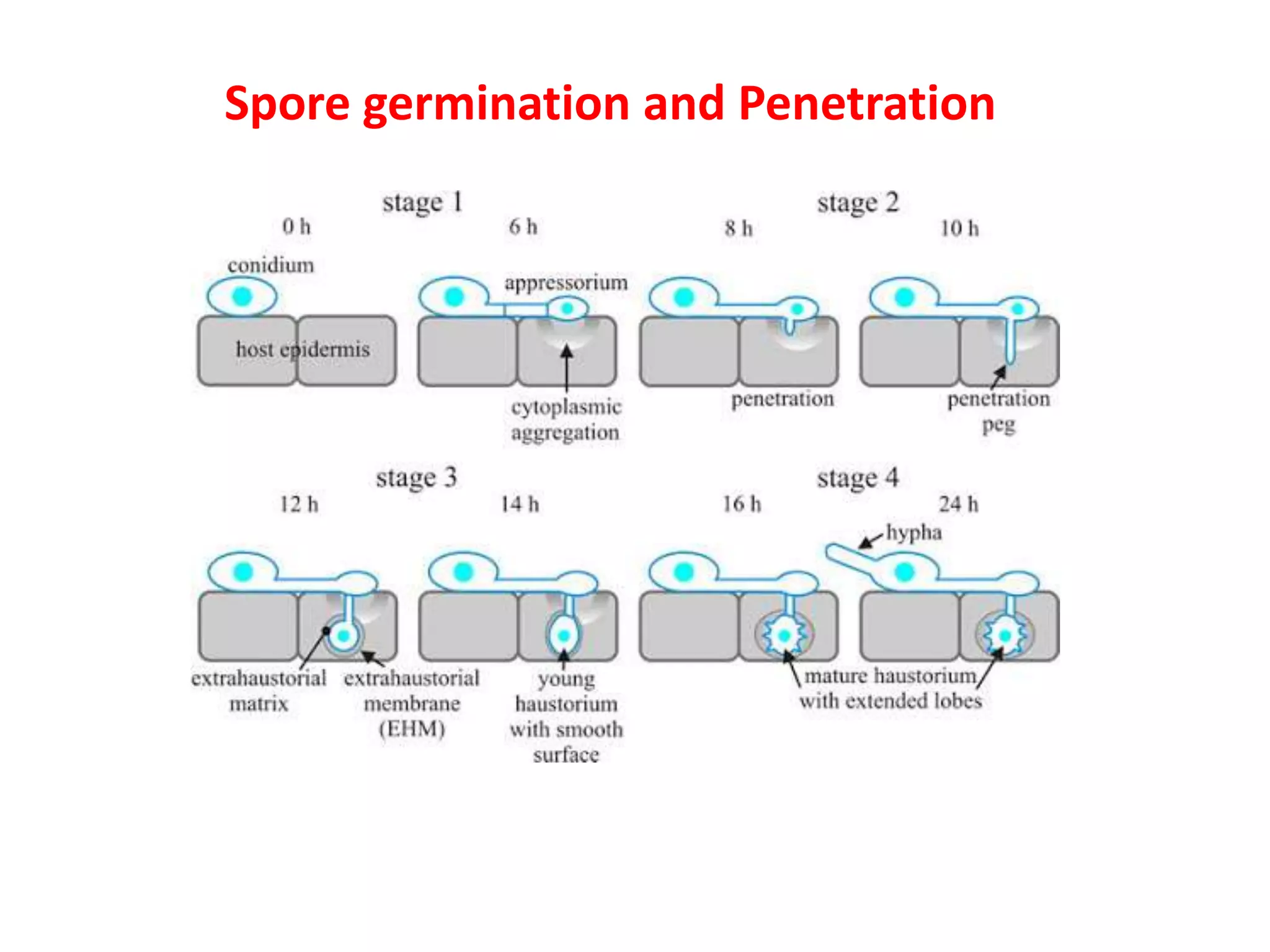 Lecture 6 Pathogenesis.pptx