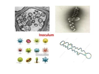 Lecture 6 Pathogenesis.pptx