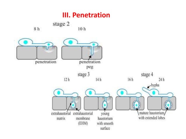 Lecture 6 Pathogenesis.pptx