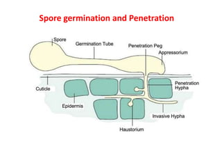 Lecture 6 Pathogenesis.pptx