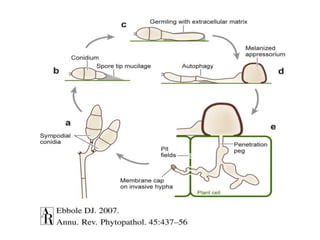Lecture 6 Pathogenesis.pptx