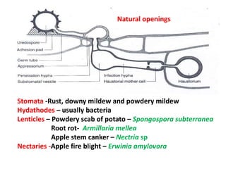 Lecture 6 Pathogenesis.pptx