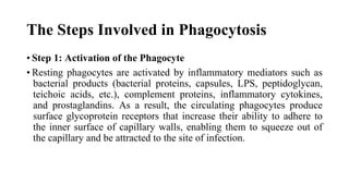 Immunology lecture 6 Phagocytosis.pdf