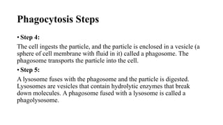 Immunology lecture 6 Phagocytosis.pdf