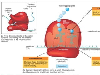Lecture 6 protein synthesis inhibiting antibiotics | PPTX | Infectious ...