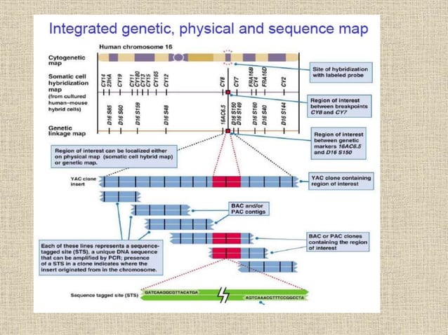 Qtl mapping | PPTX | Genetics | Science