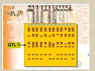 Qtl mapping | PPTX