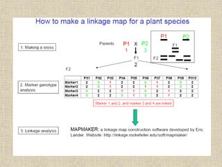 Qtl mapping | PPTX