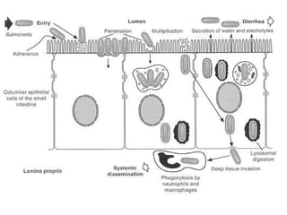 Salmonella Bacteria Diagram