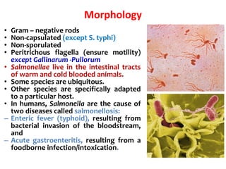 Salmonella Enterica Gram Stain