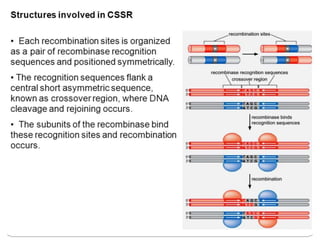 Lecture 6 Site specific recombination (Final).pptx