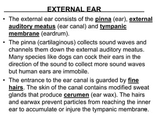 lecture 6 special senses.ppt