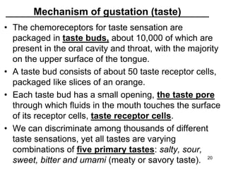 lecture 6 special senses.ppt