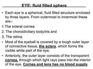 lecture 6 special senses.ppt