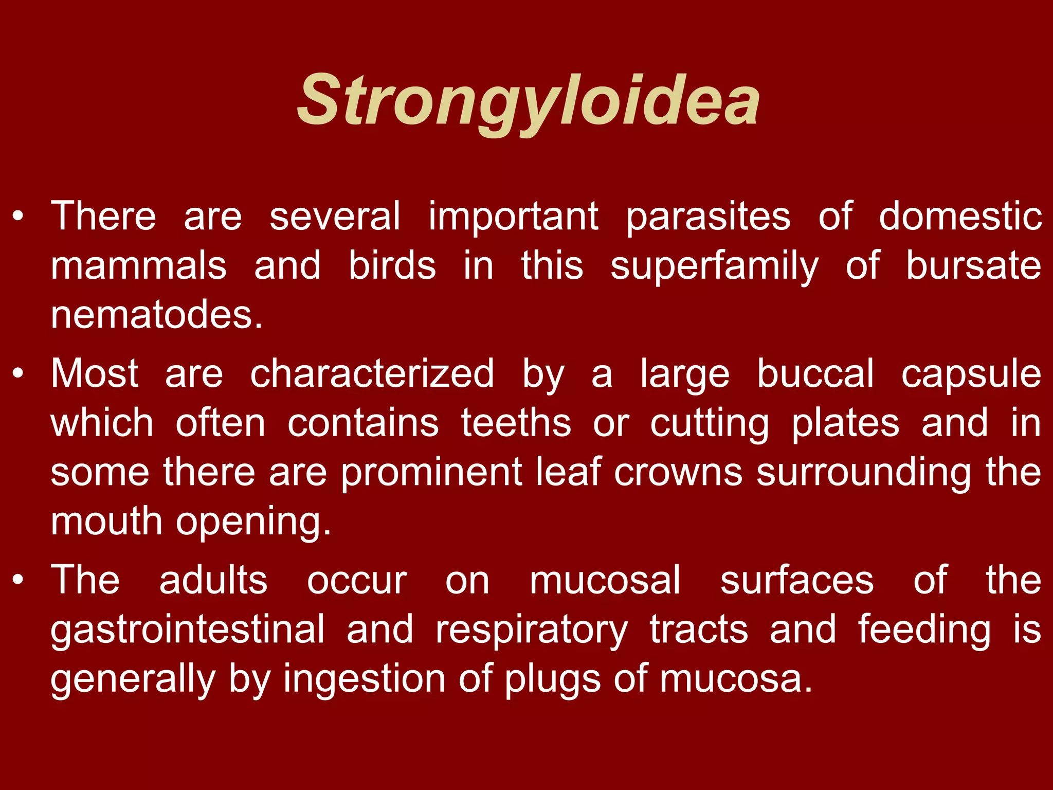 Lecture 6 superfamily strongyloidae | PPT