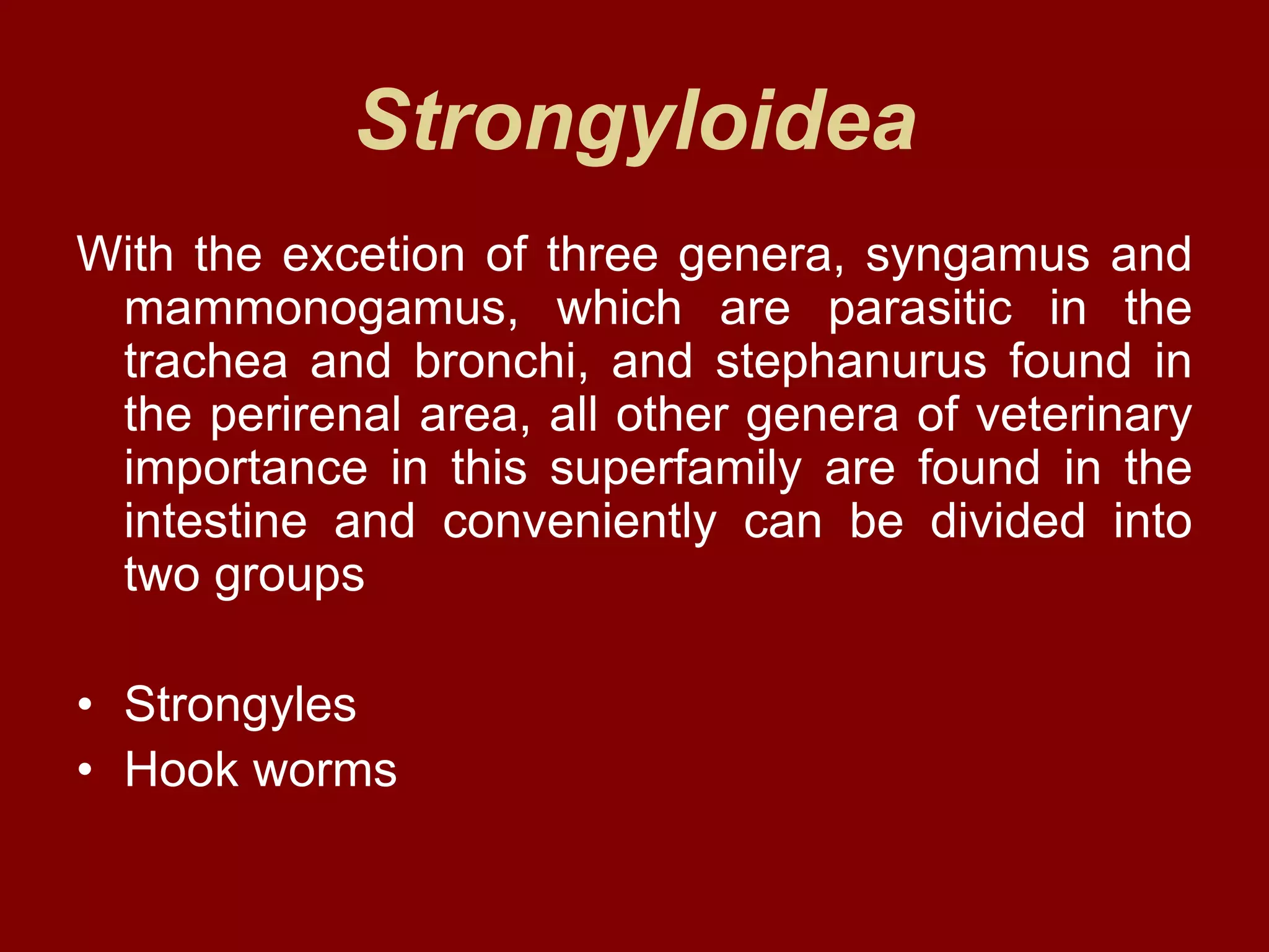Lecture 6 superfamily strongyloidae | PPT