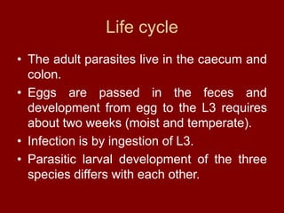 Lecture 6 superfamily strongyloidae | PPT