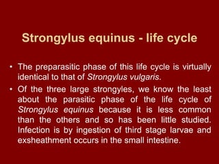 Lecture 6 superfamily strongyloidae | PPT
