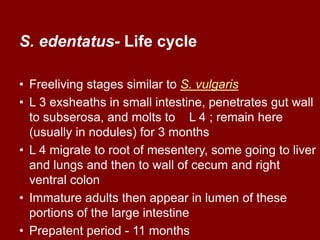 Lecture 6 superfamily strongyloidae | PPT