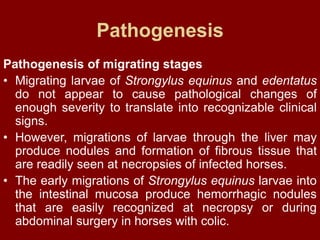 Lecture 6 superfamily strongyloidae | PPT