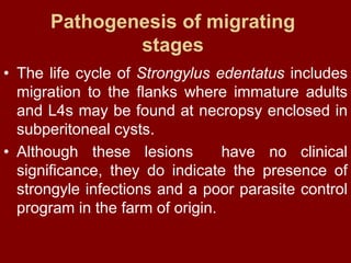 Lecture 6 superfamily strongyloidae | PPT