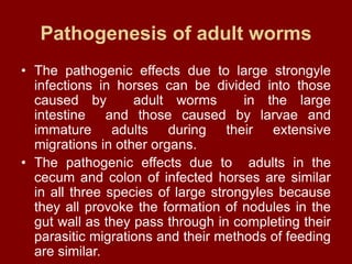Lecture 6 superfamily strongyloidae | PPT
