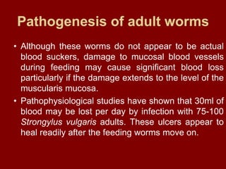 Lecture 6 superfamily strongyloidae | PPT