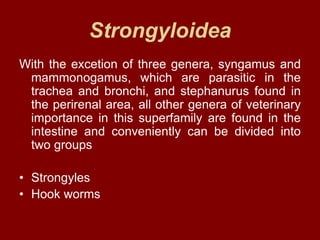 Lecture 6 superfamily strongyloidae | PPT