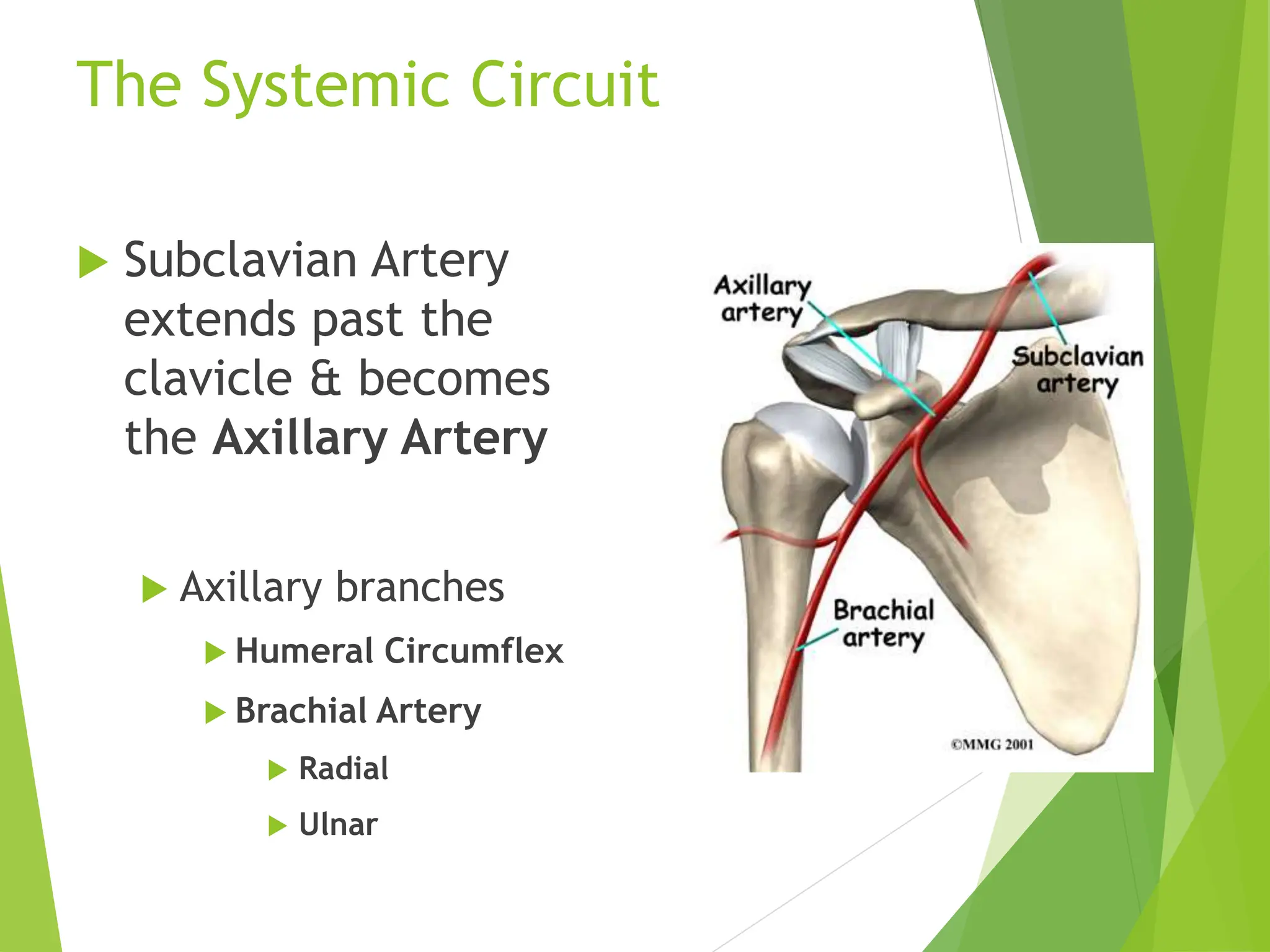The Anatomy of the Systemic Circulation.ppt