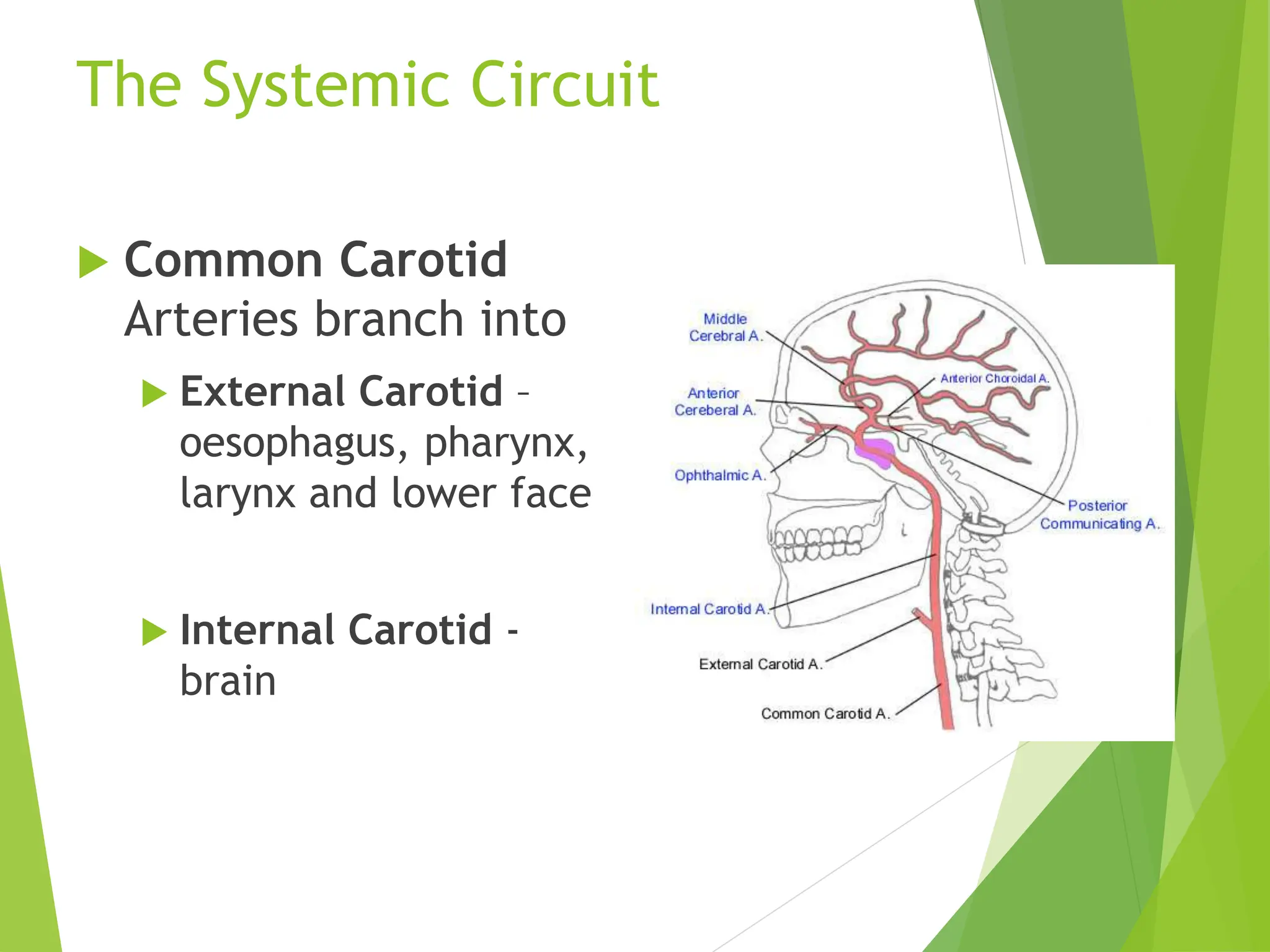 The Anatomy of the Systemic Circulation.ppt