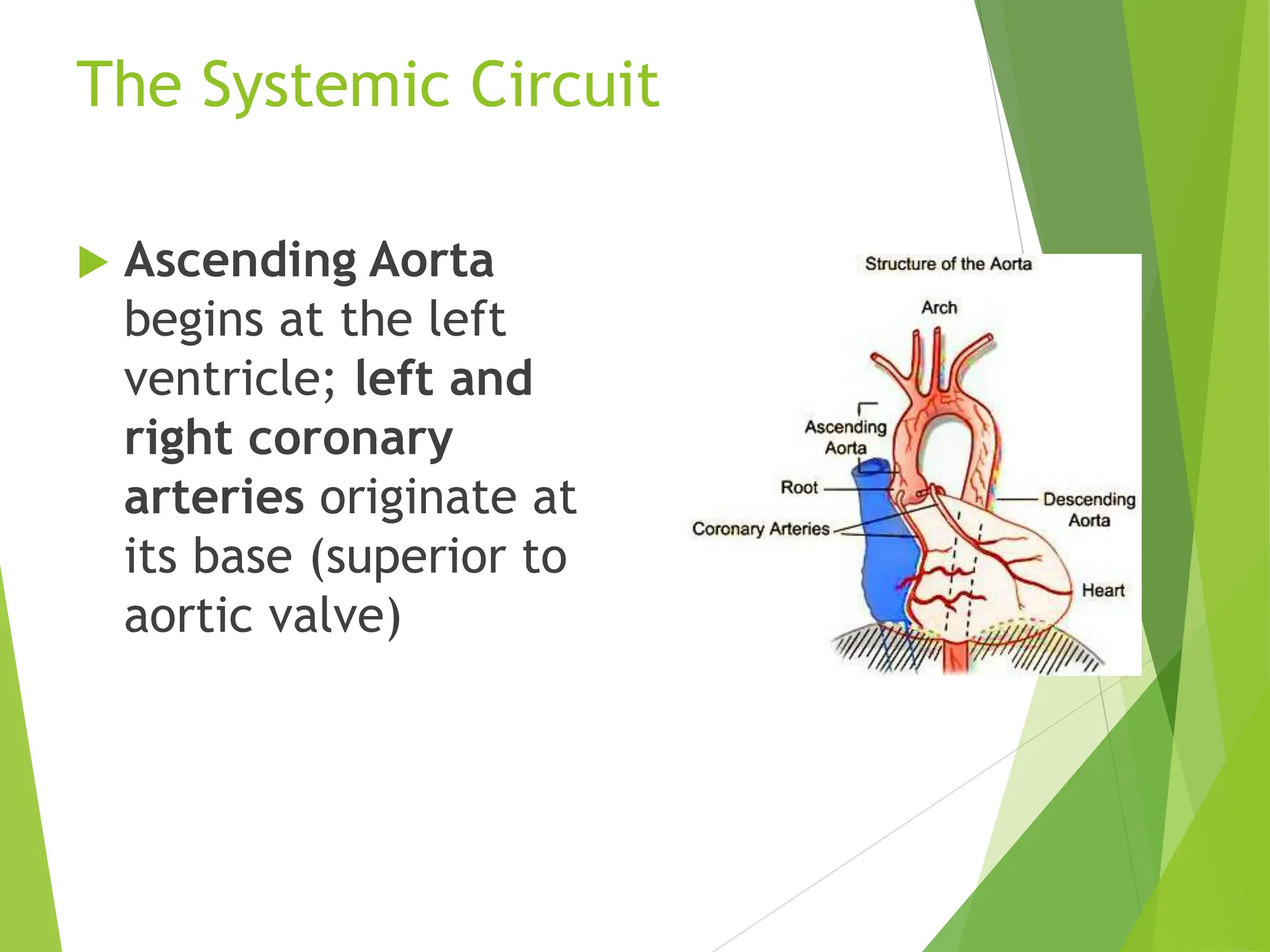The Anatomy of the Systemic Circulation.ppt