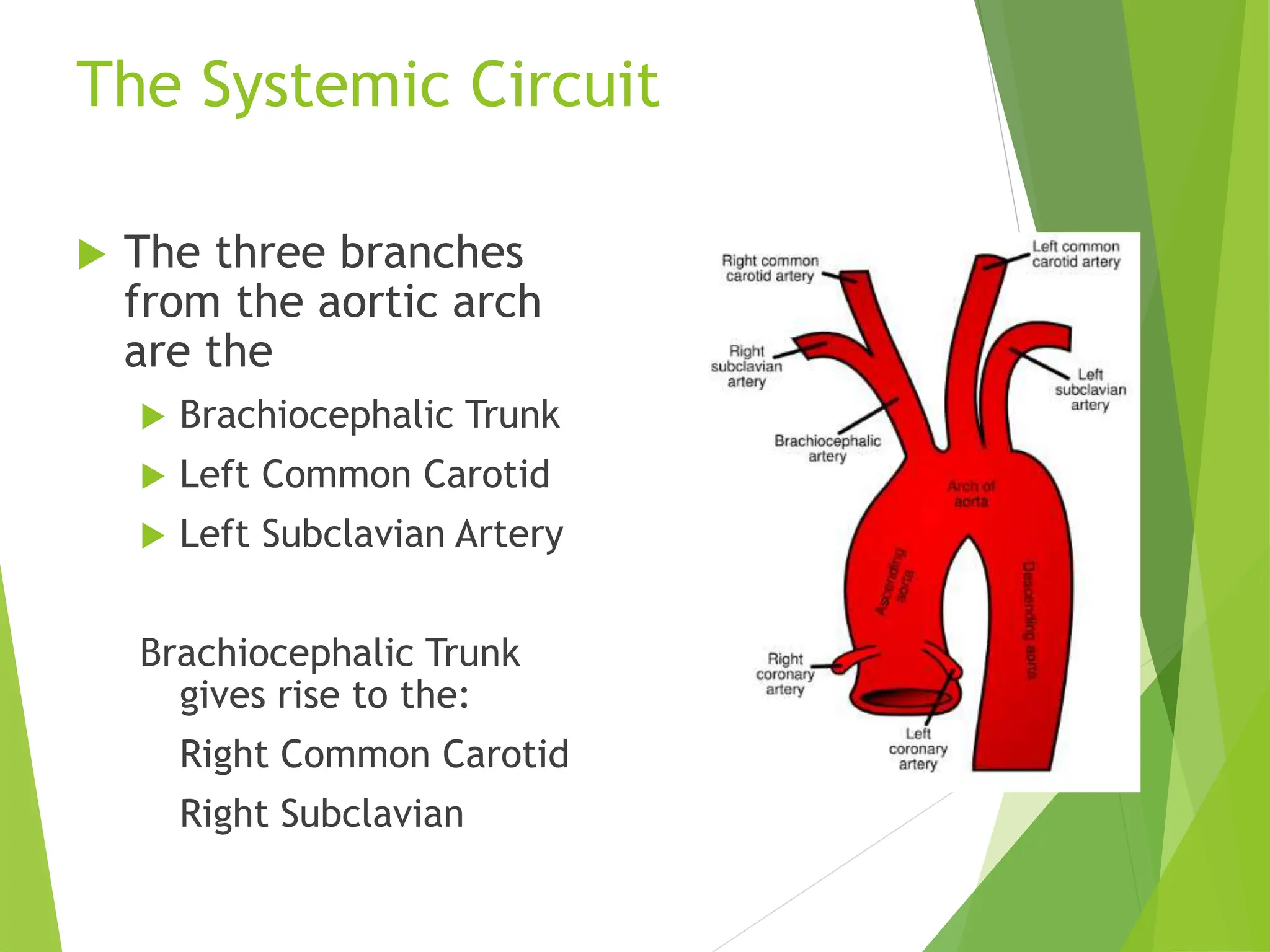 The Anatomy of the Systemic Circulation.ppt