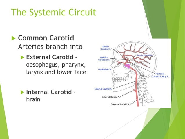 The Anatomy of the Systemic Circulation.ppt
