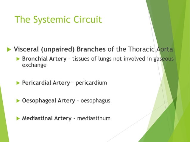 The Anatomy of the Systemic Circulation.ppt