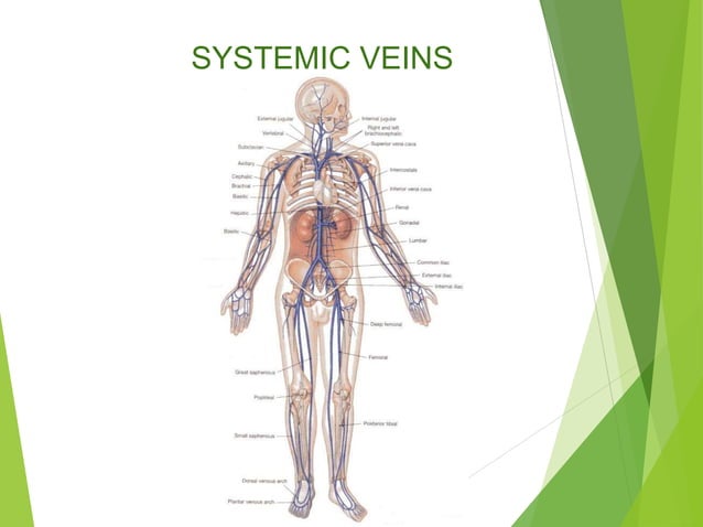 The Anatomy of the Systemic Circulation.ppt