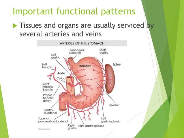 The Anatomy of the Systemic Circulation.ppt