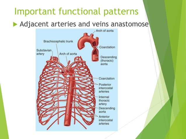 The Anatomy of the Systemic Circulation.ppt